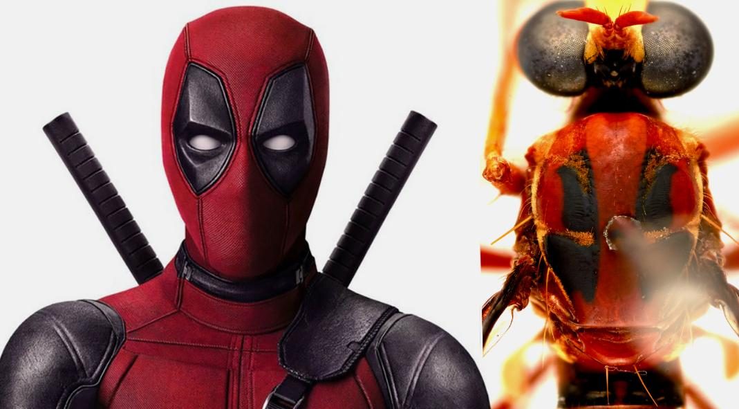 Newly Discovered Fly Species Have Been Named After Several Marvel ...